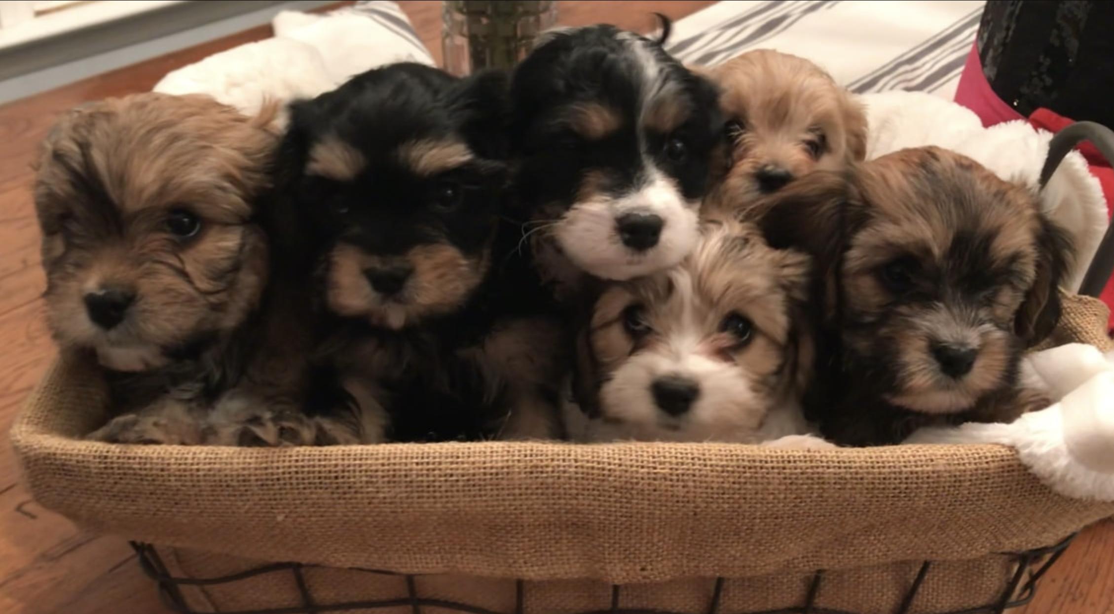 Cavapoo Cuties in Ohio | Cavapoo puppies | Good Dog