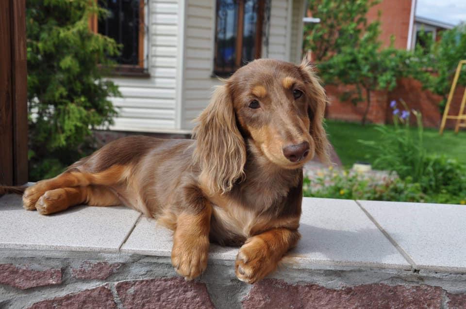 Dack Dachshunds in New York | Dachshund puppies | Good Dog