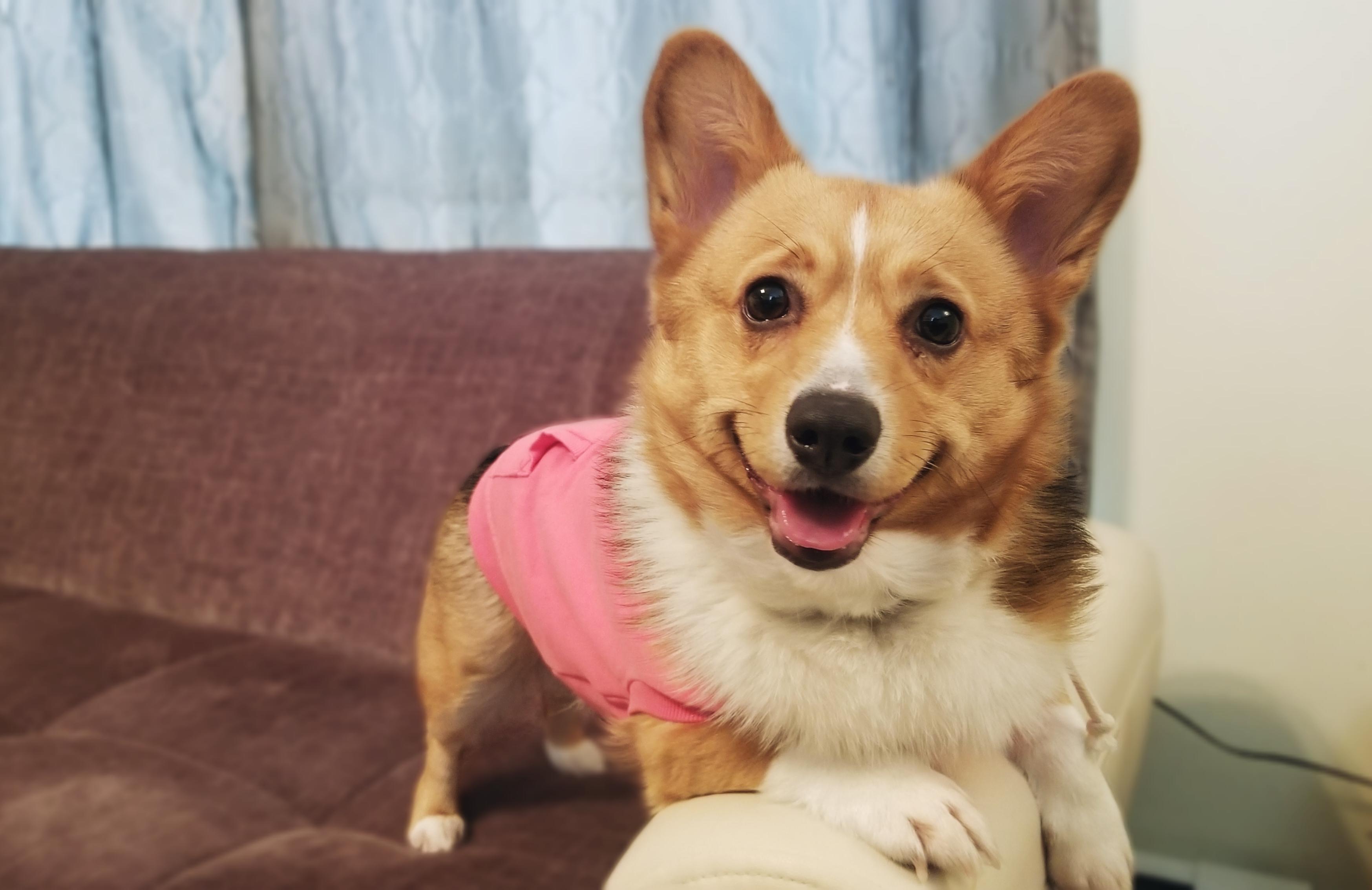 The Adirondack Corgi in New York | Pembroke Welsh Corgi and American ...