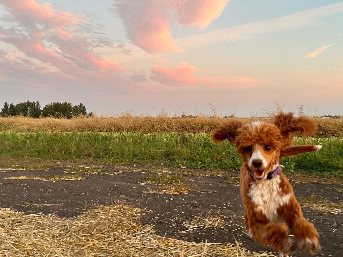 Grandy’s Pretty Poodles in Michigan | Poodle puppies | Good Dog