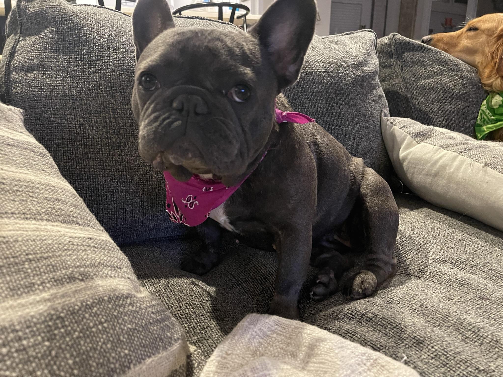 Bella's Blue Frenchies aka Flat Face French Bulldog in Florida | French ...
