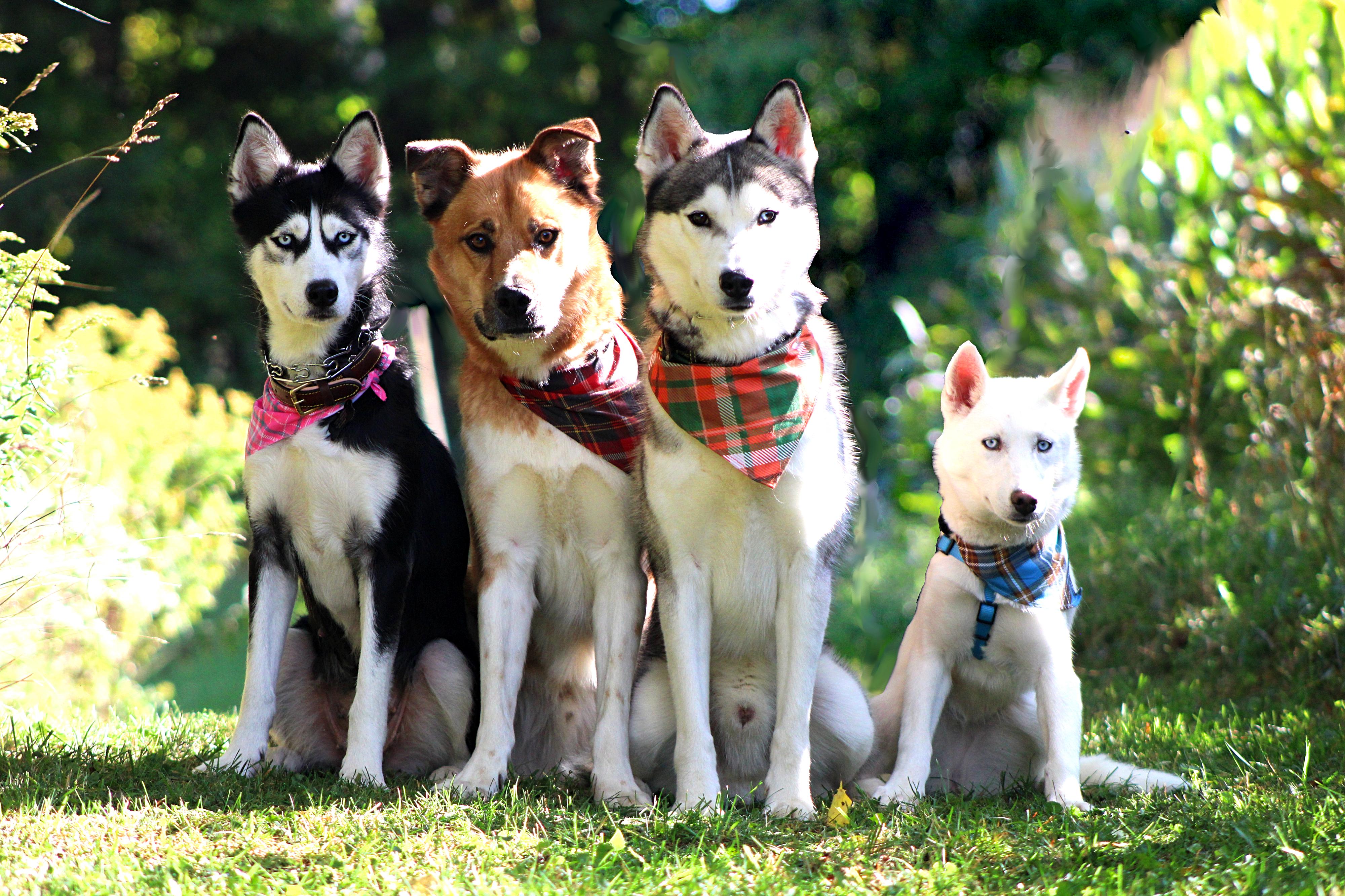 B&H Husky Farm in New York | Siberian Husky puppies | Good Dog