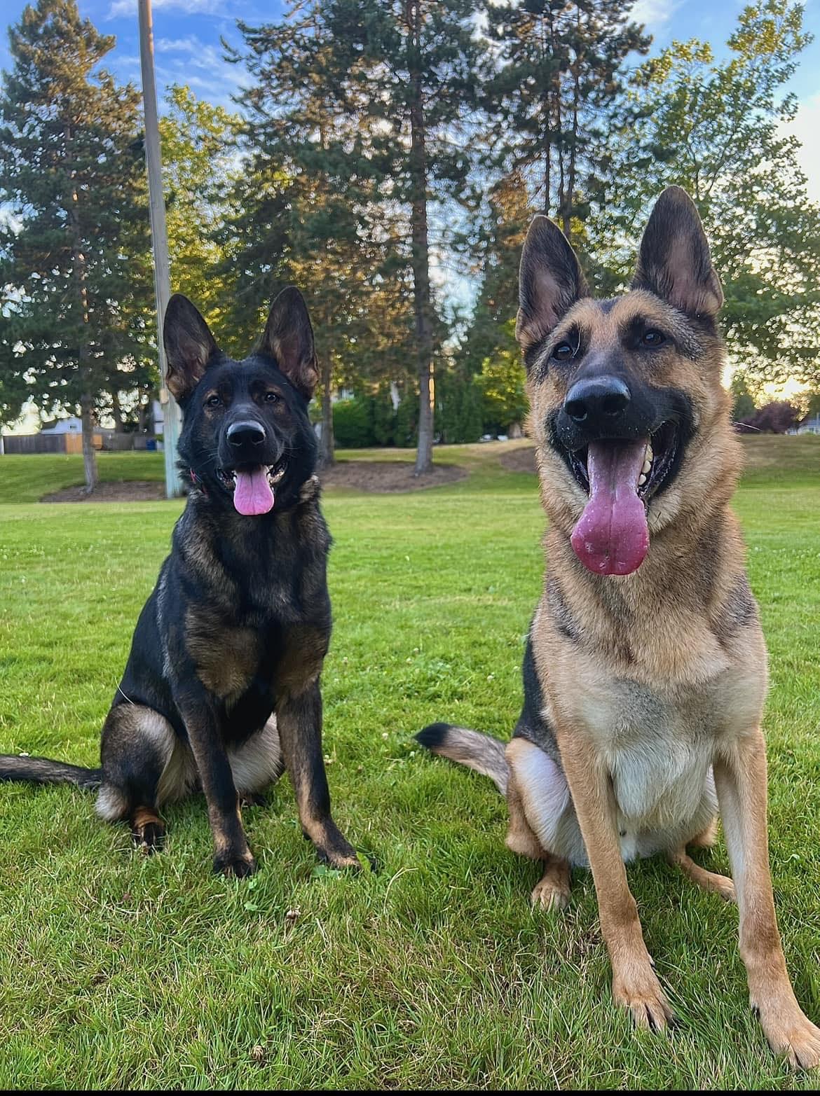 J in Washington | German Shepherd puppies | Good Dog