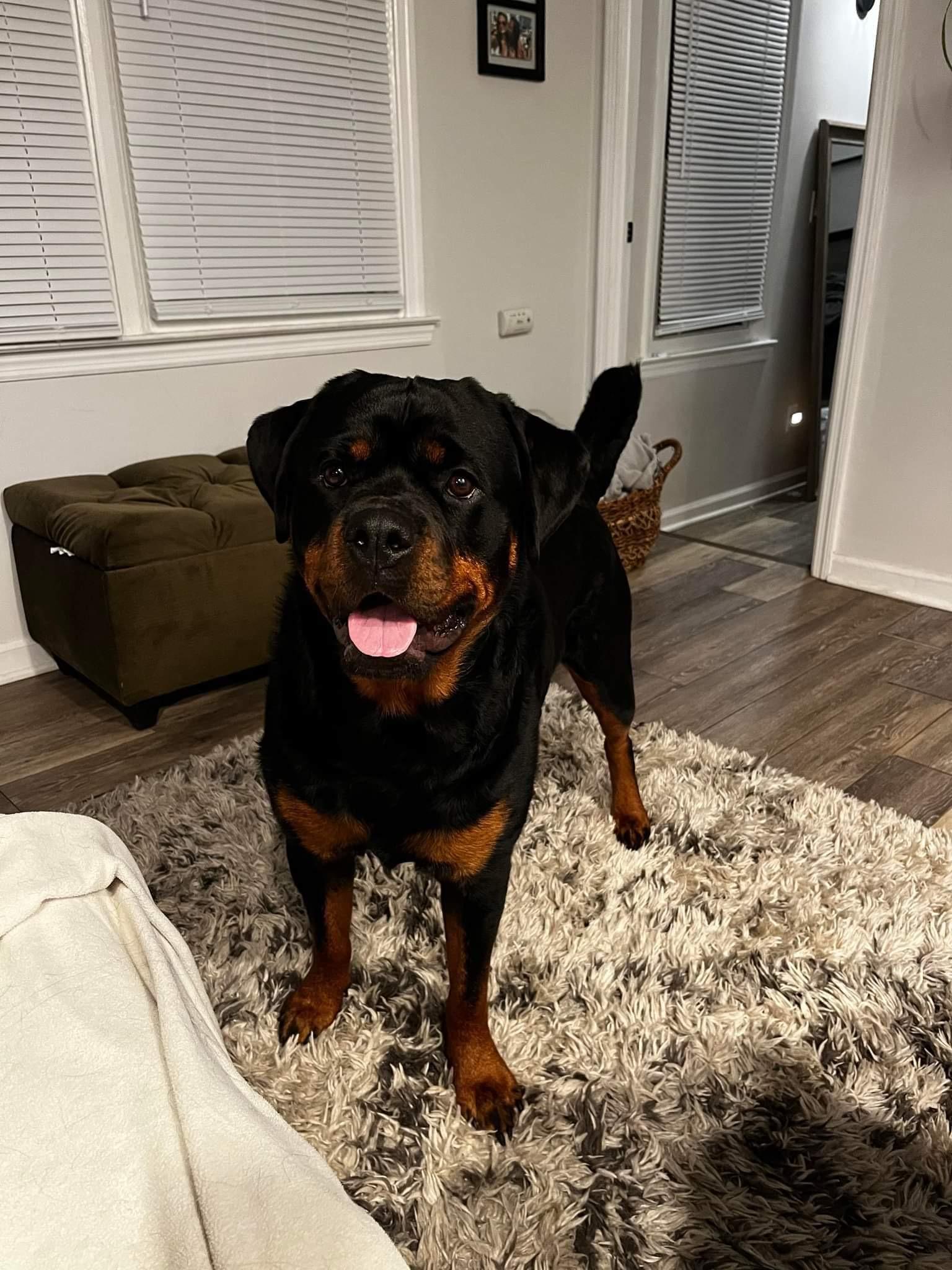 Vom Hause Goldengift Rottweilers in Missouri | Rottweiler puppies ...