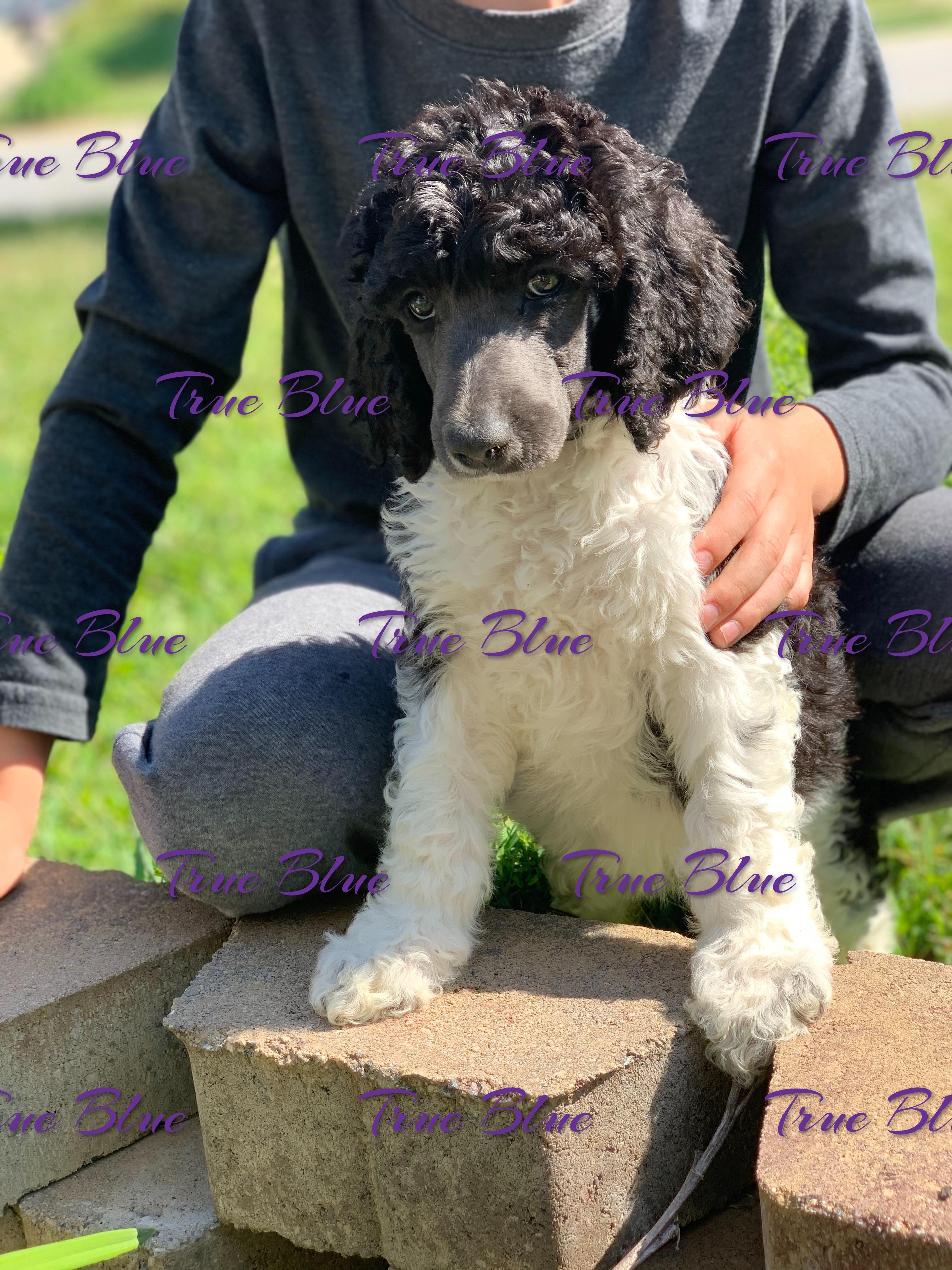 True Blue Standard Poodles in North Carolina | Poodle puppies | Good Dog