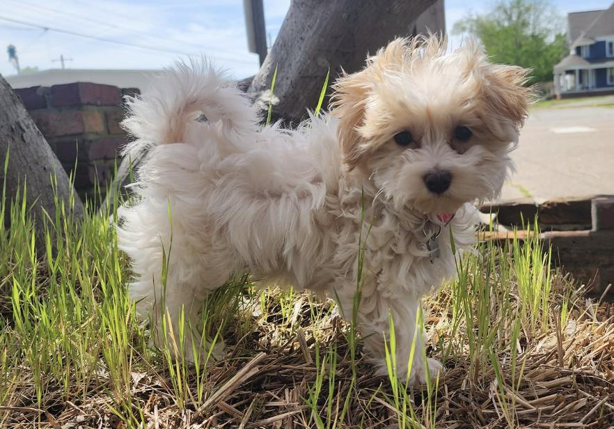 Meme's Maltipoos in Tennessee | Maltipoo puppies | Good Dog