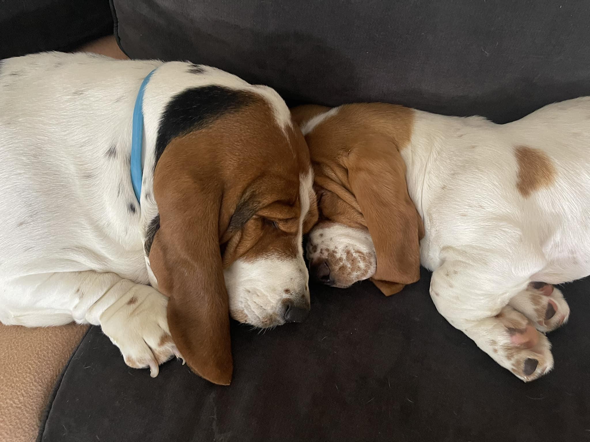 Best Friends Bassets in Connecticut | Basset Hound puppies | Good Dog
