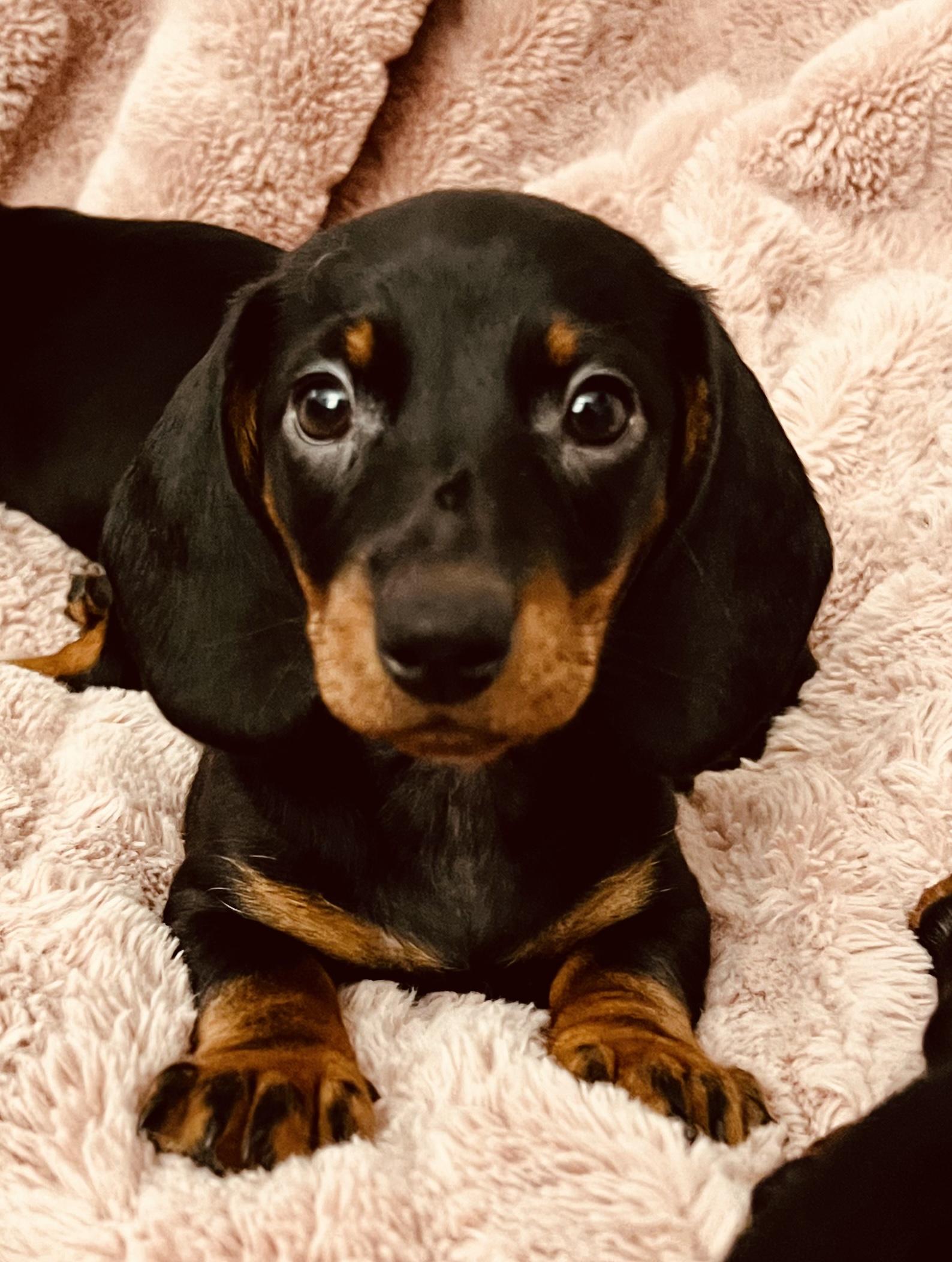 Dogwood Mountain Dachshunds in South Carolina | Dachshund puppies ...