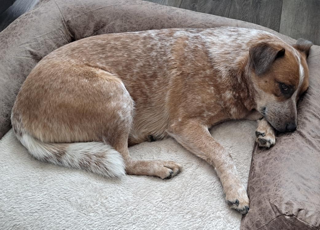 Paul's Pups in Minnesota | Australian Cattle Dog, Great Dane or ...