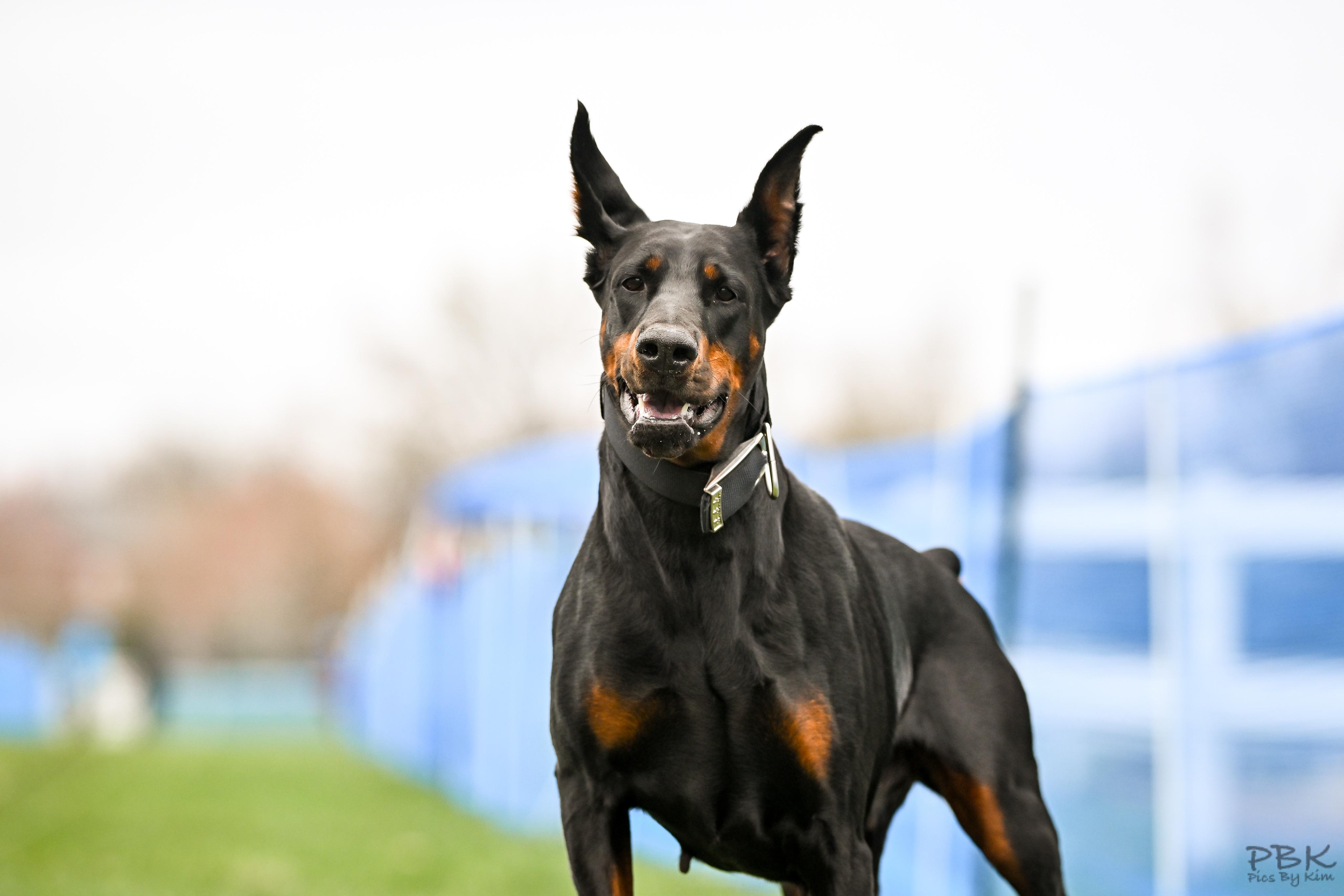 Royal Dynasty Dobermann Kennel in Iowa | Doberman Pinscher puppies ...