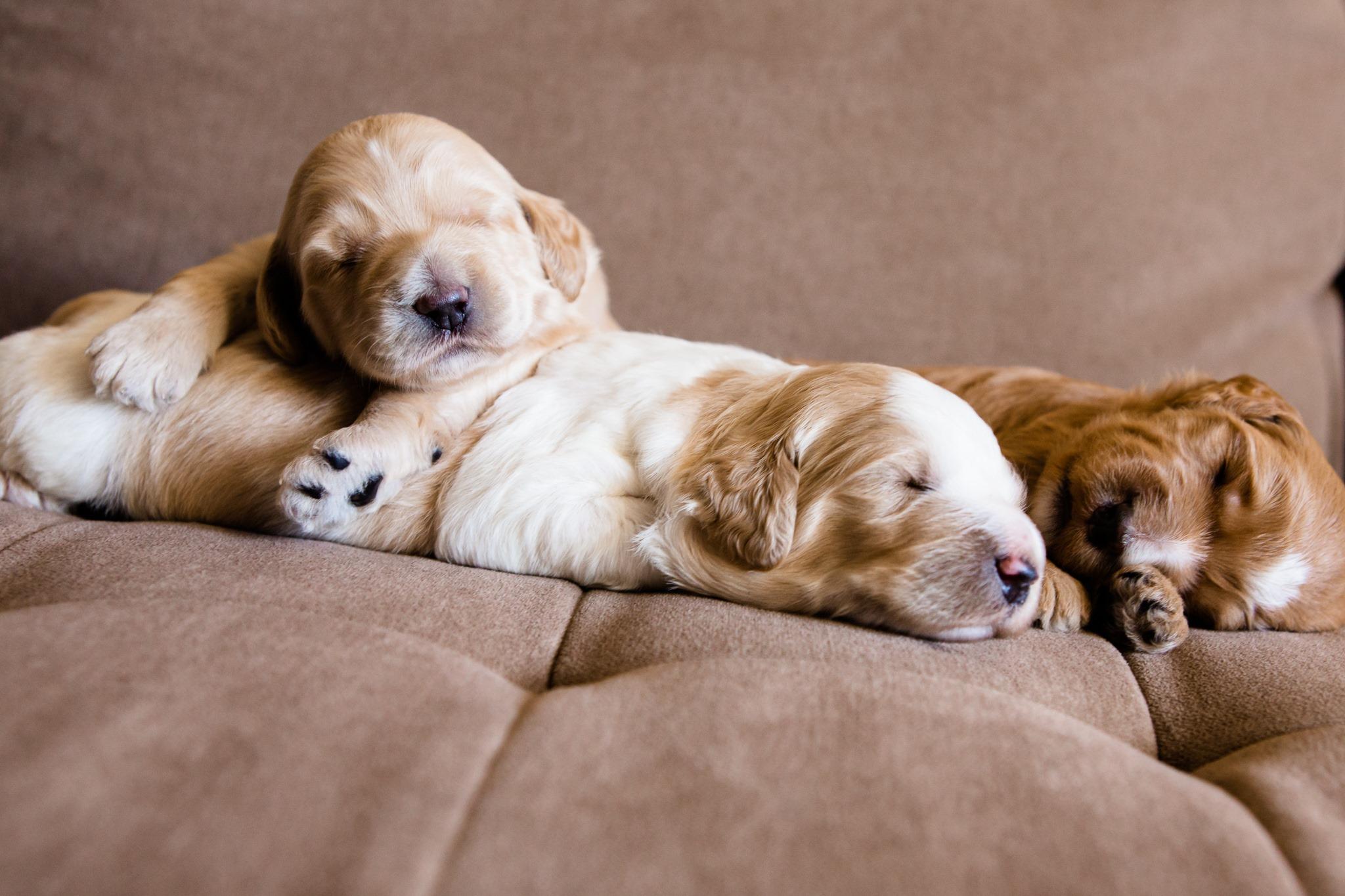 Texas Dapper Doodles in Texas | Goldendoodle puppies | Good Dog