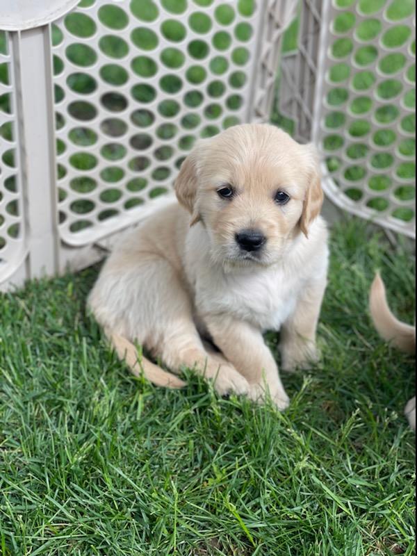 Cedar Ridge AKC Golden Retriever Puppies in Michigan | Golden Retriever ...