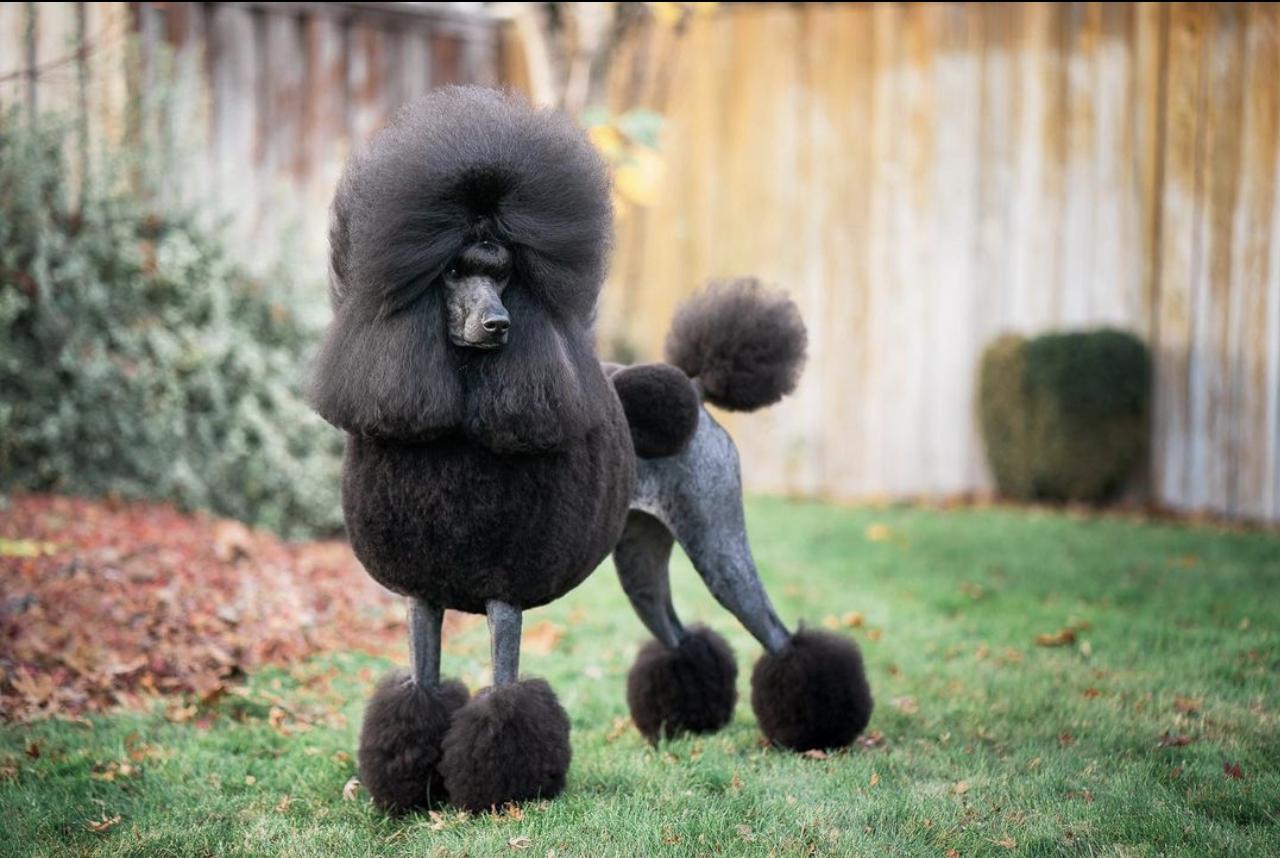 Raventree Poodles in Oregon | Poodle puppies | Good Dog