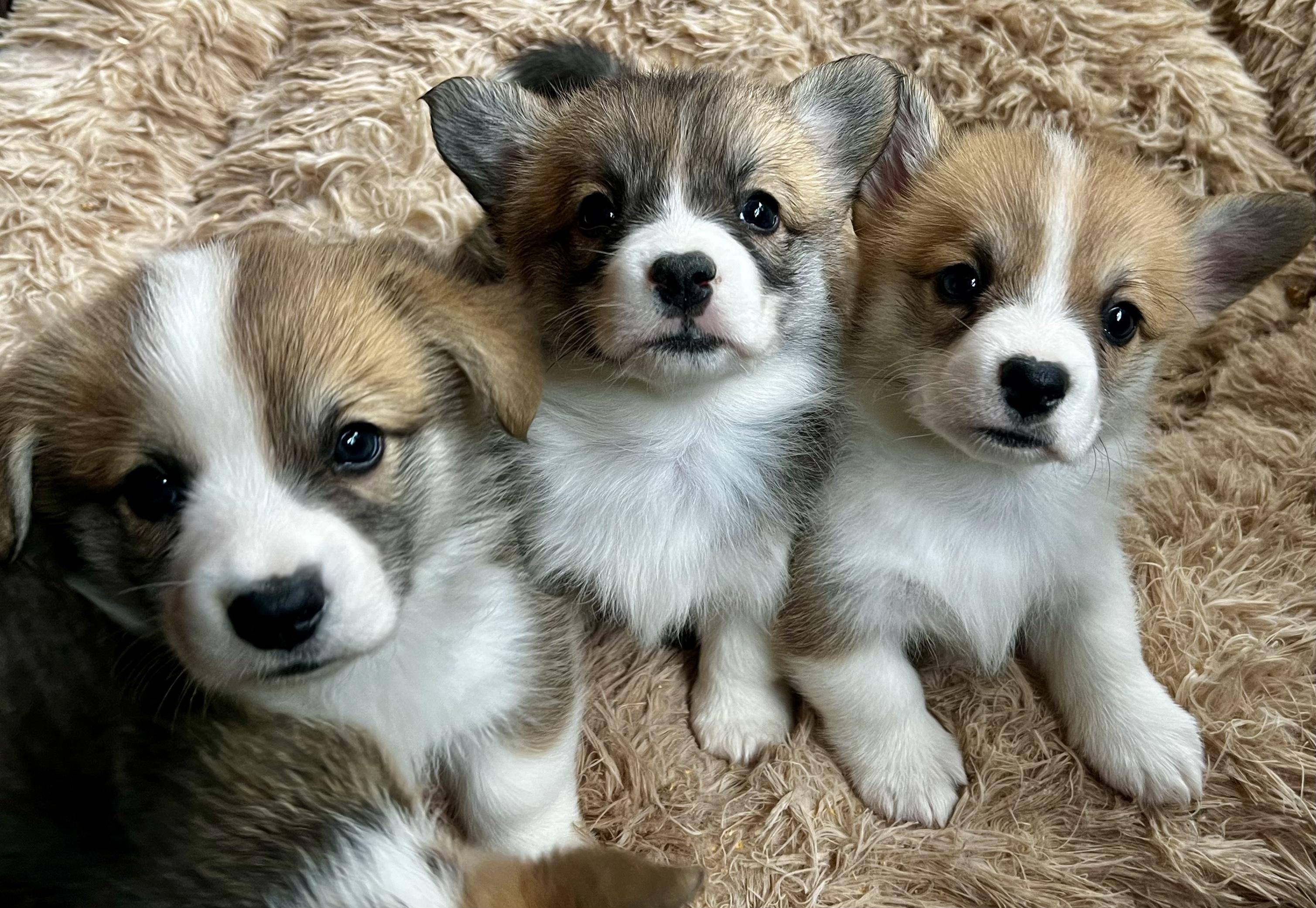 Pine Lane Pembrokes in Oklahoma | Pembroke Welsh Corgi puppies | Good Dog