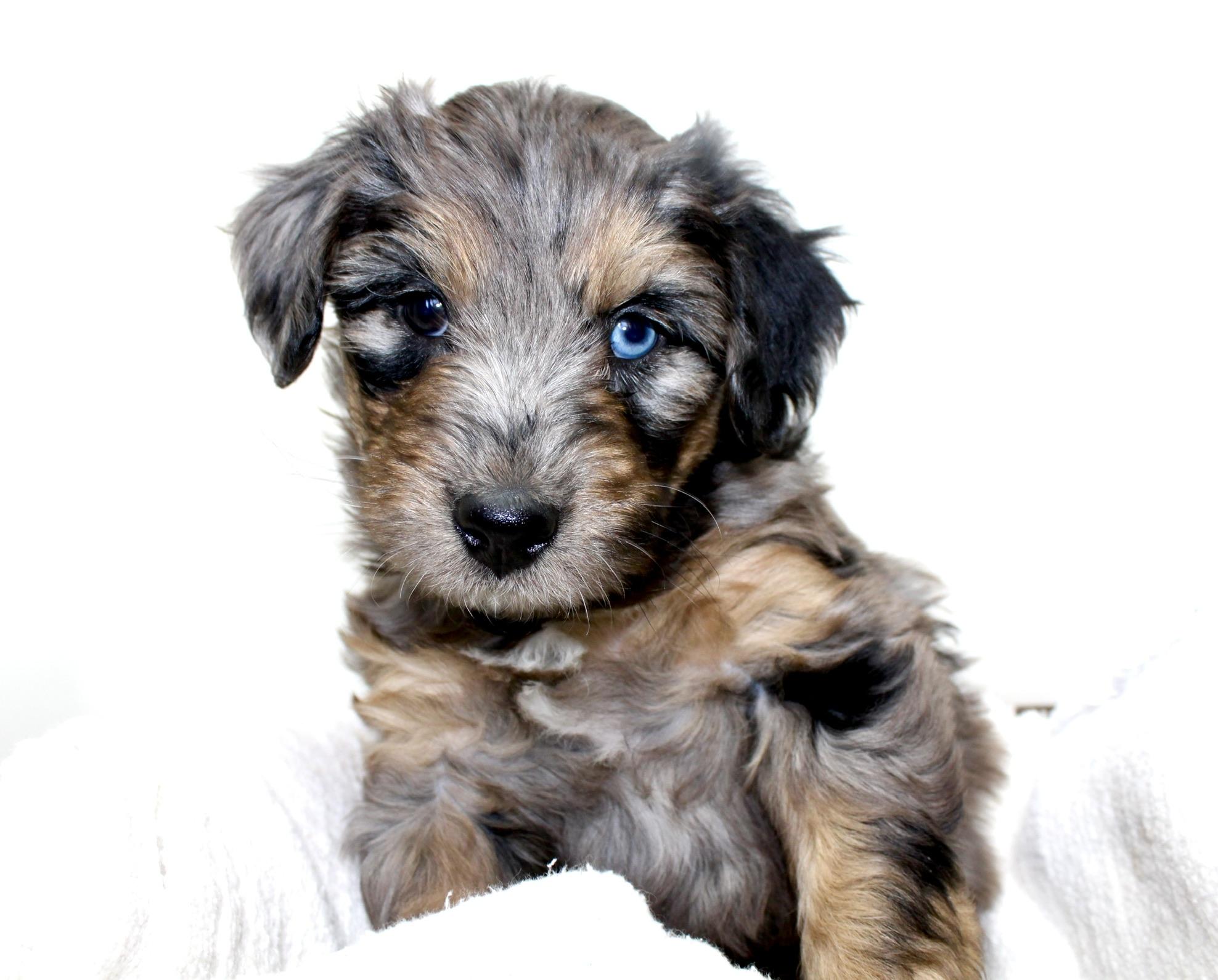 Aussie Paws in Utah | Aussiedoodle puppies | Good Dog