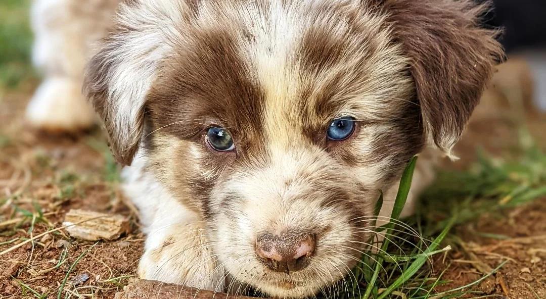 Aussie Ridge Ranch in North Carolina | Australian Shepherd puppies ...