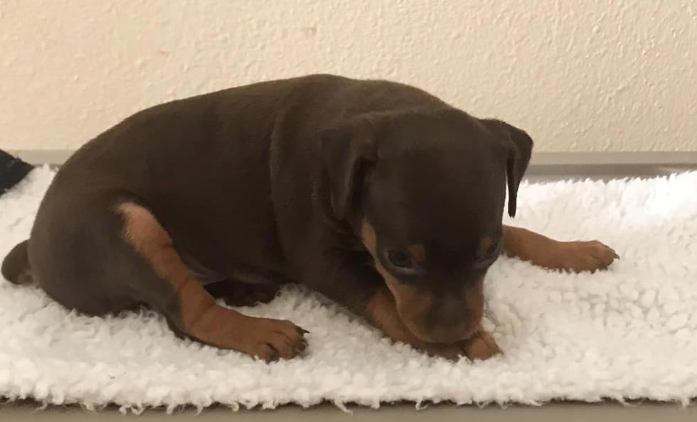 Minpinworld llc in Missouri | Miniature Pinscher puppies | Good Dog