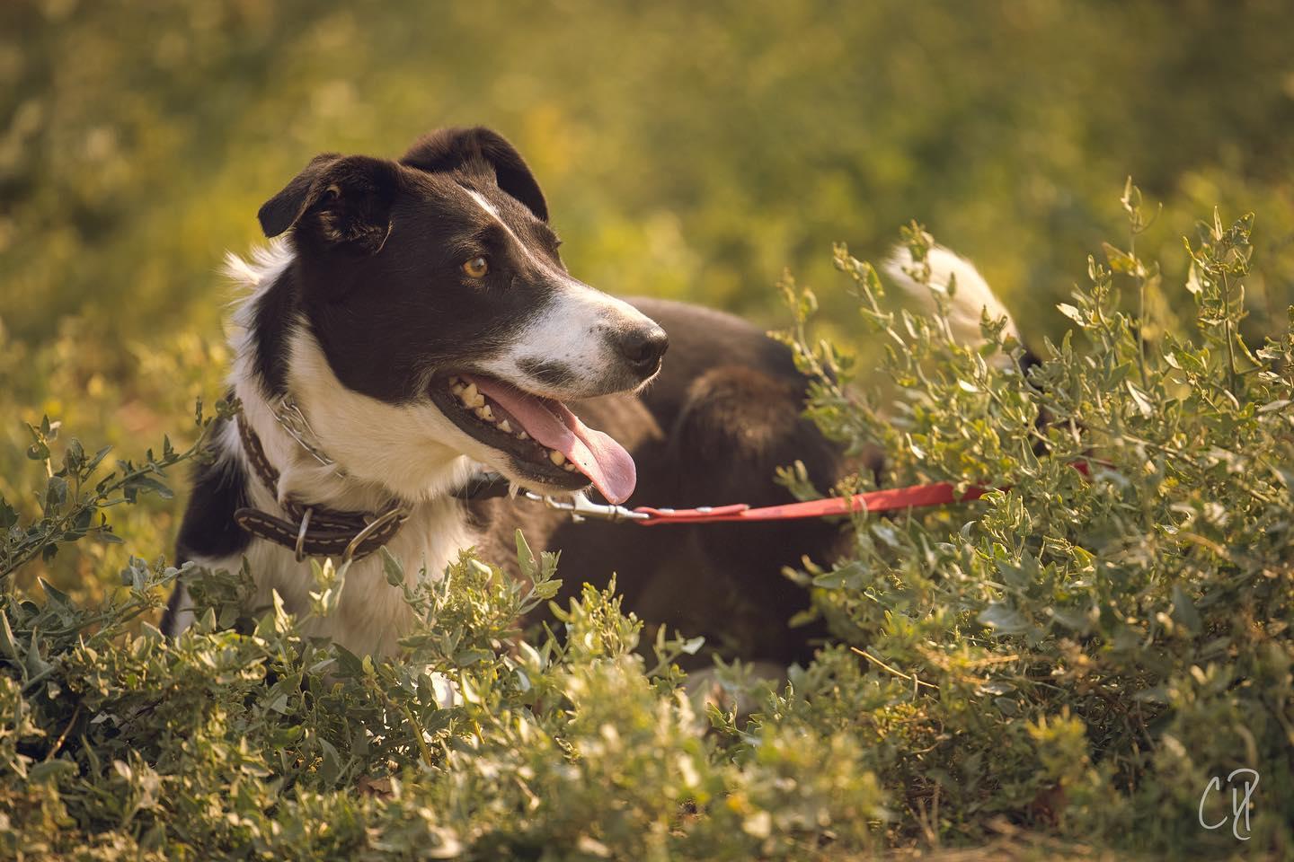 Rocky Mountain Border Collies in Utah | Border Collie puppies | Good Dog