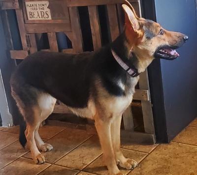 Hillside Shepards in New York | German Shepherd puppies | Good Dog