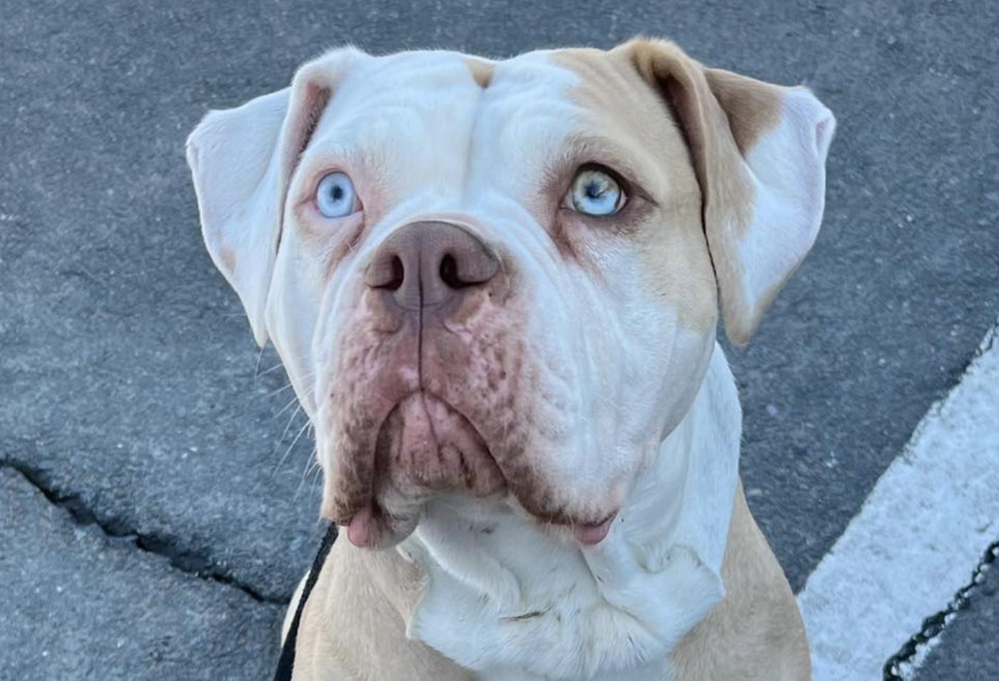 WICKED Alapaha Kennel in New Hampshire | Alapaha Blue Blood Bulldog ...