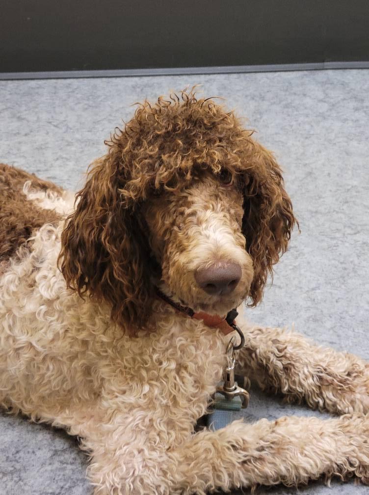 Pee Dee Poodles & Doodles in South Carolina | Goldendoodle, Labradoodle ...