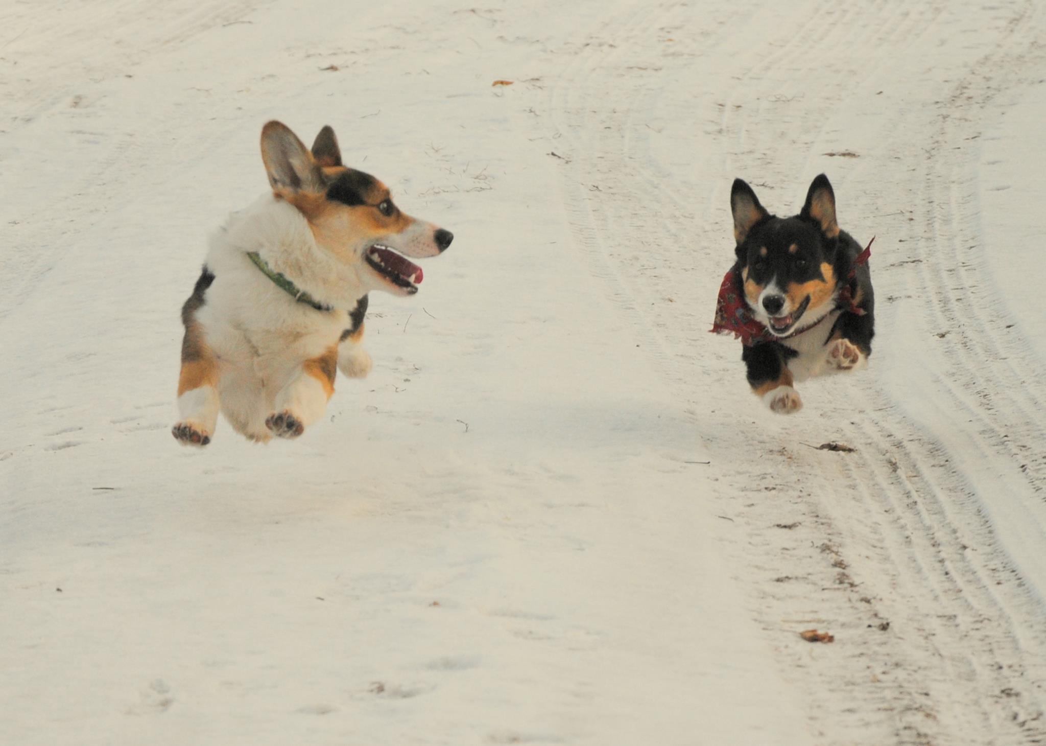 Corgis at Giblin Farms in Ohio | Pembroke Welsh Corgi puppies | Good Dog
