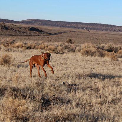 Fallriver Ridgebacks in Oregon | Rhodesian Ridgeback puppies | Good Dog