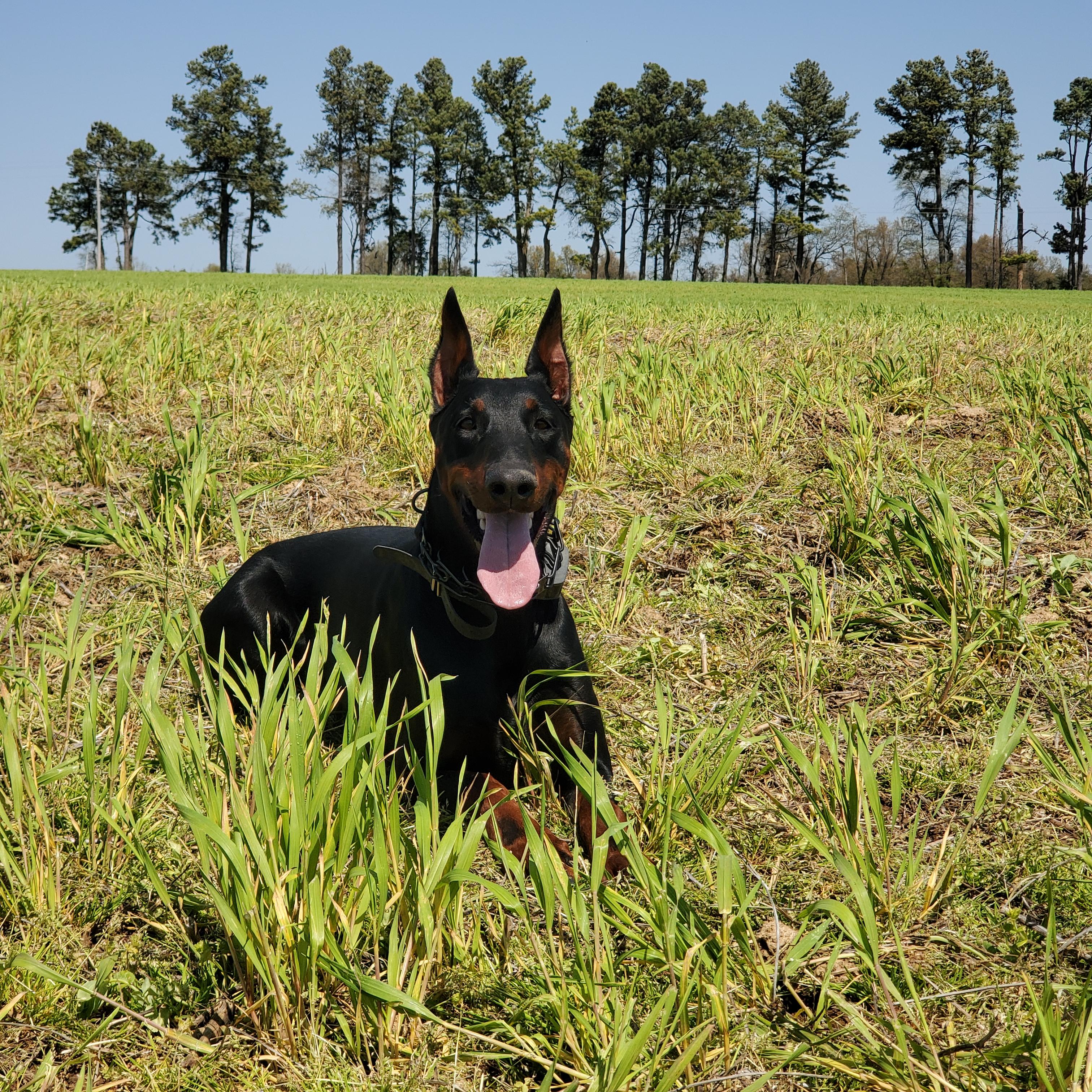 Gordon Farms Dobermans in Kentucky | Doberman Pinscher puppies | Good Dog