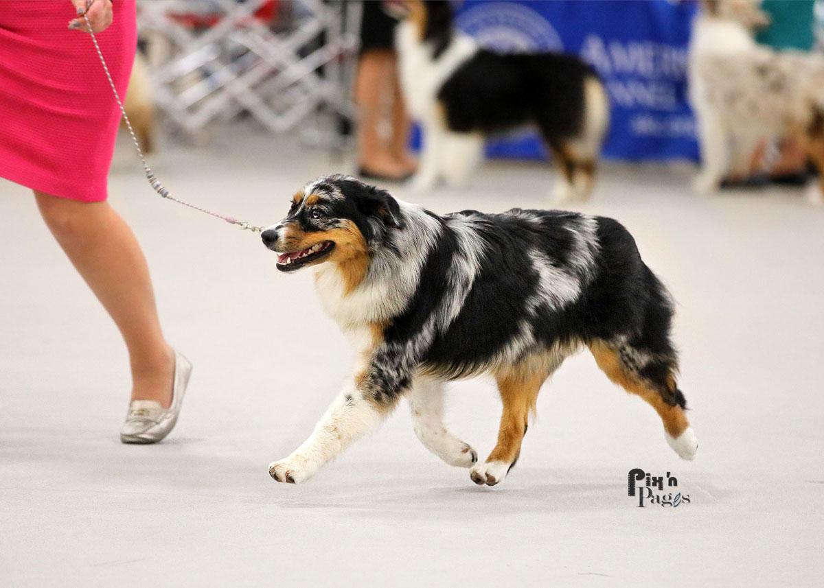 FoxRest Australian Shepherds in Colorado | Australian Shepherd puppies ...