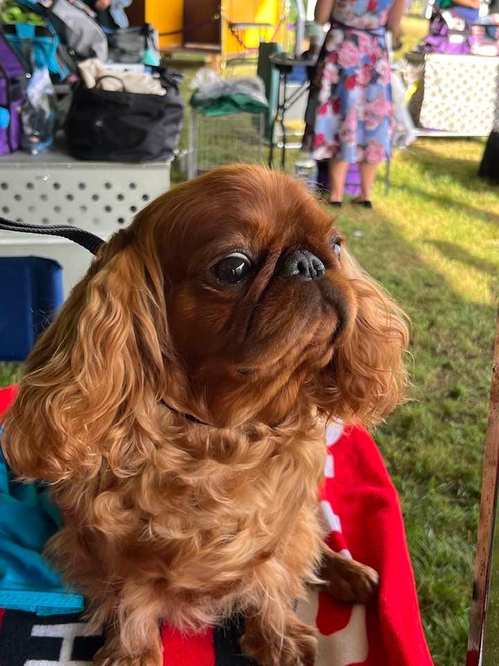 Darrell's English Toy Spaniels in Virginia | English Toy Spaniel ...