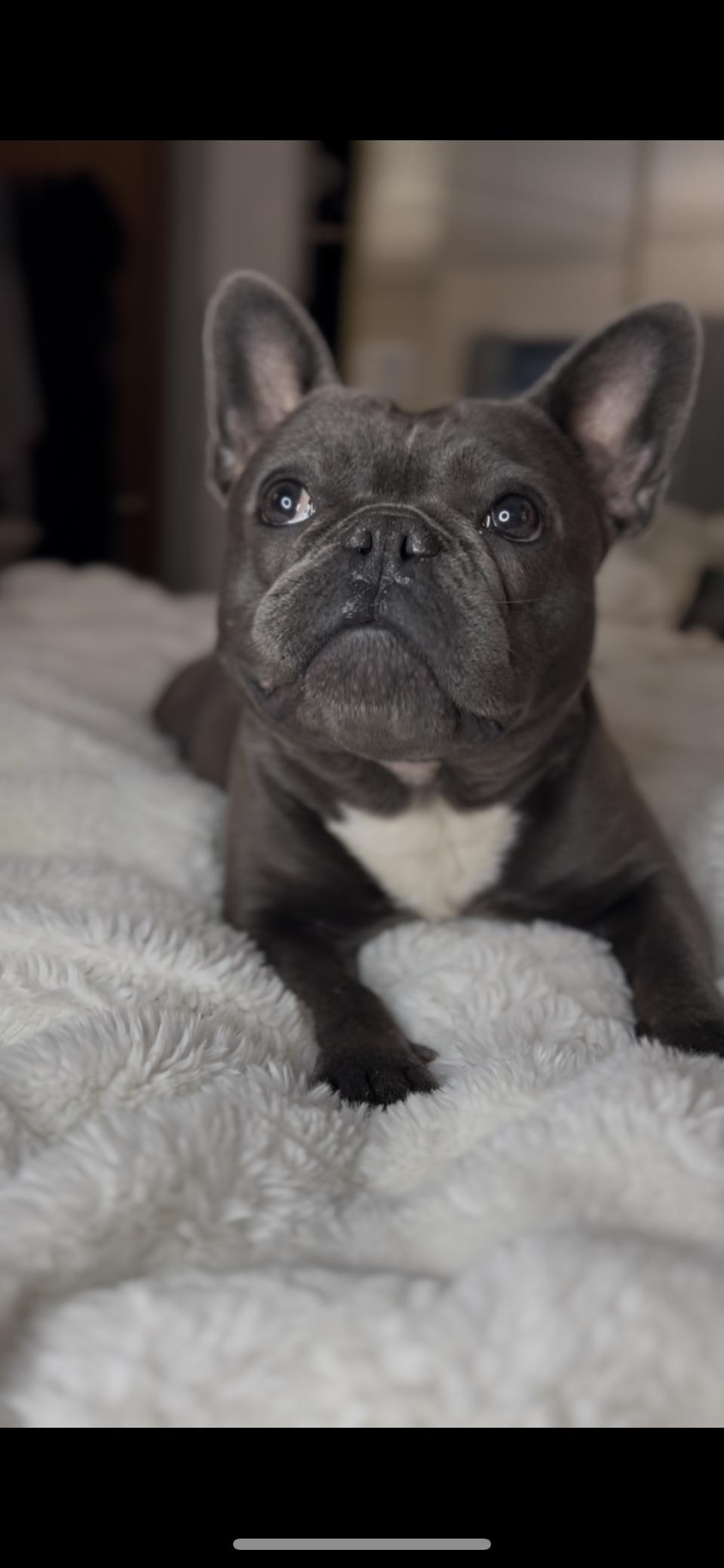 Best Friend standard Frenchies in Washington | French Bulldog puppies ...