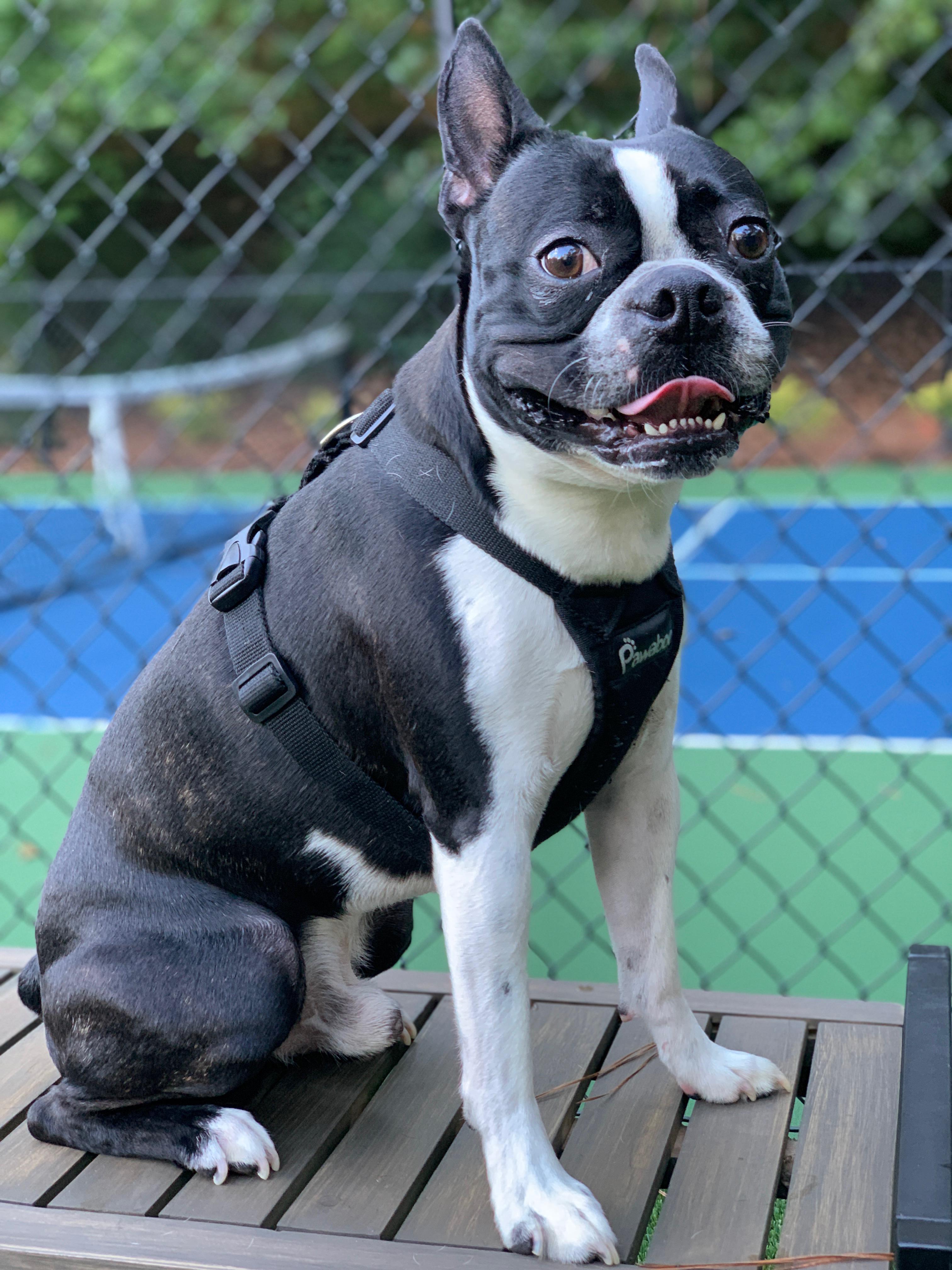 Bosties of Atlanta (BOA) in Georgia | Boston Terrier puppies | Good Dog