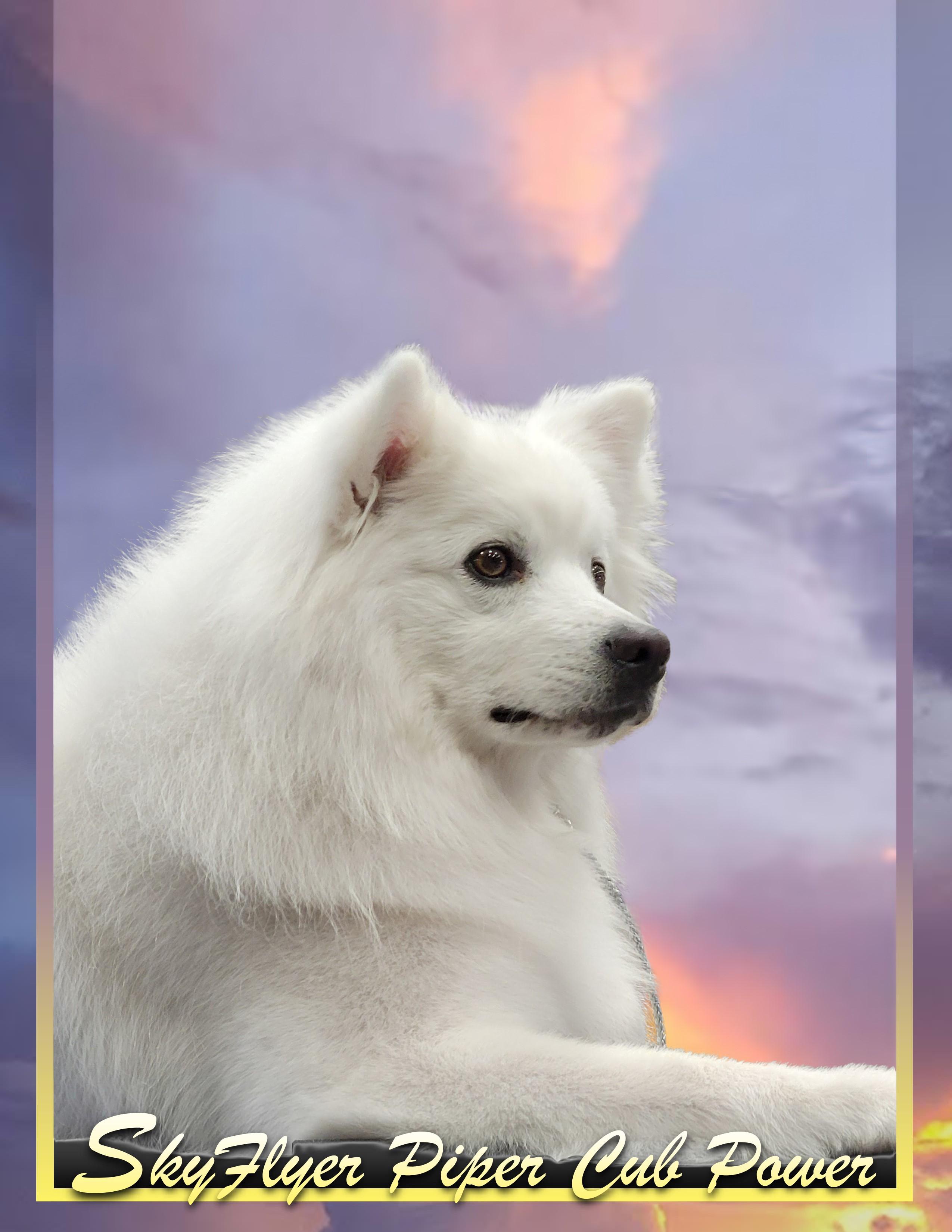 SkyFlyer Eskies in Texas | American Eskimo Dog puppies | Good Dog