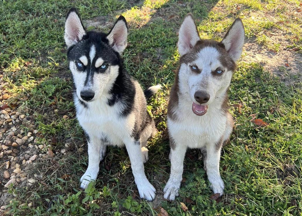 Huffman's Husky House in Florida | Siberian Husky puppies | Good Dog