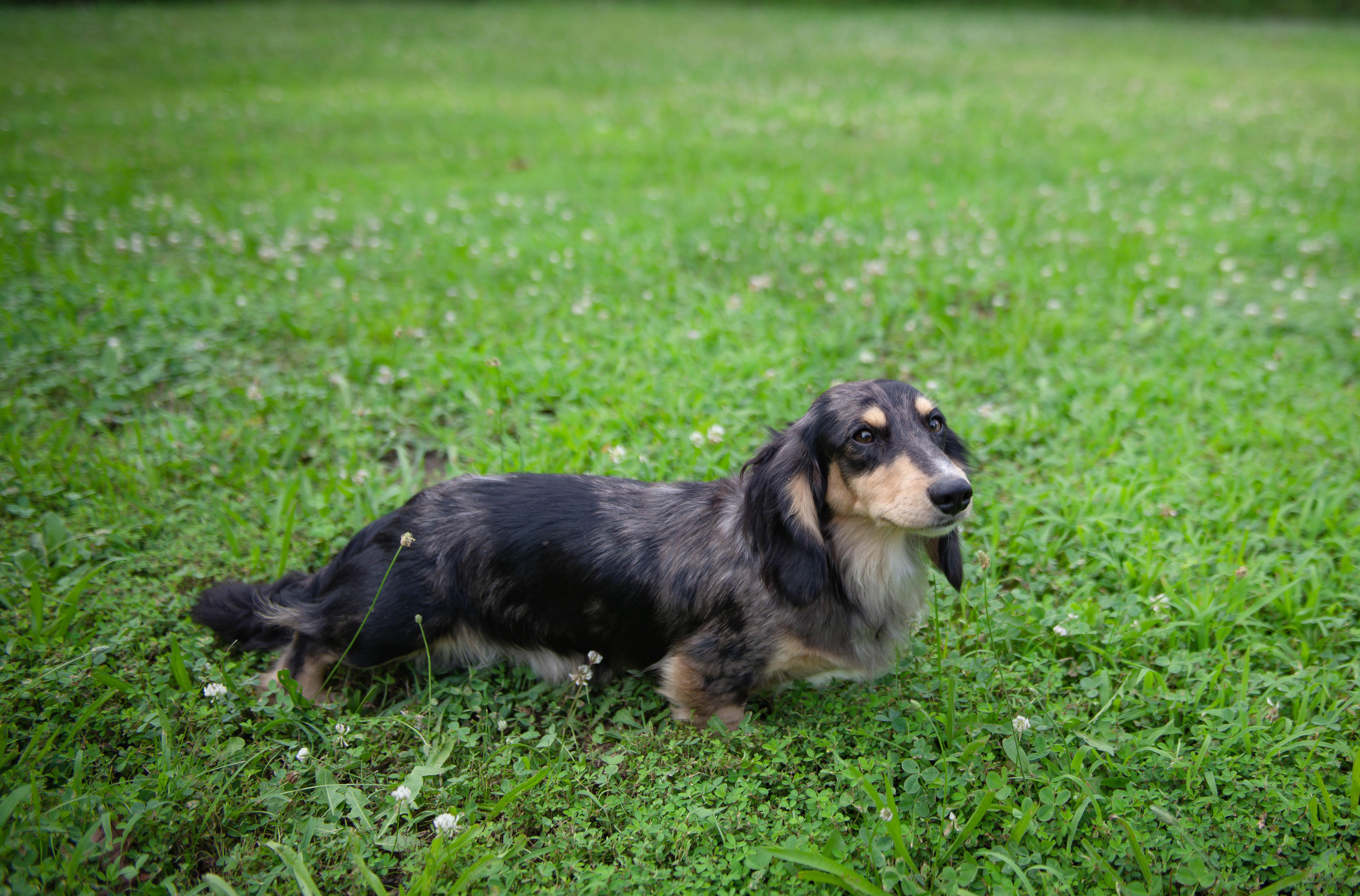 Brittney's Dachshunds in Missouri | Dachshund puppies | Good Dog