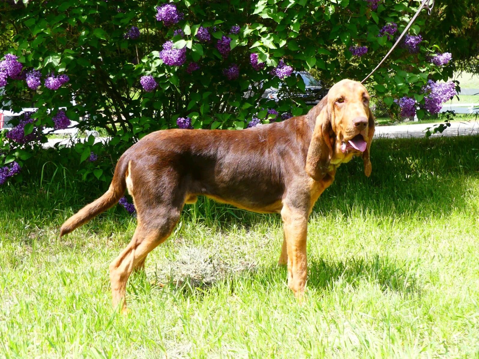 Trackers Choice in Idaho | Bloodhound puppies | Good Dog