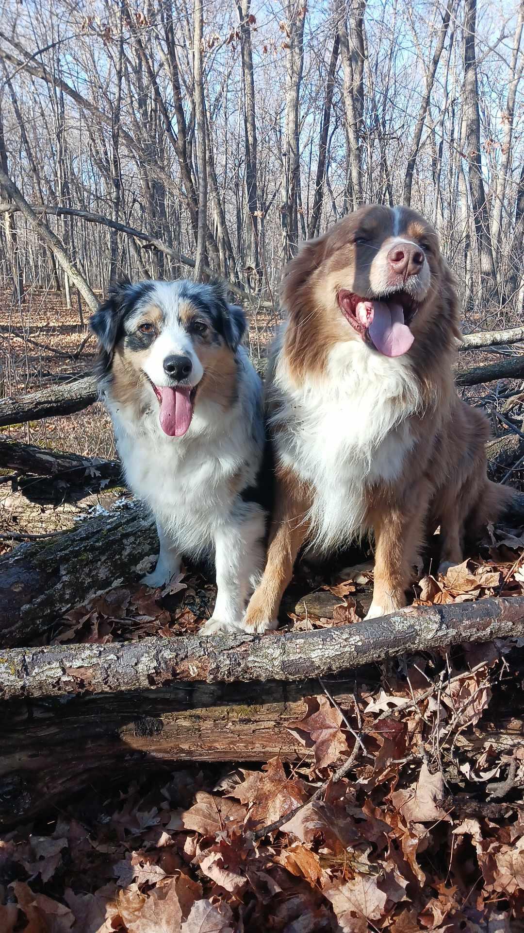 Skramstad Shepherds in Minnesota | Australian Shepherd puppies | Good Dog
