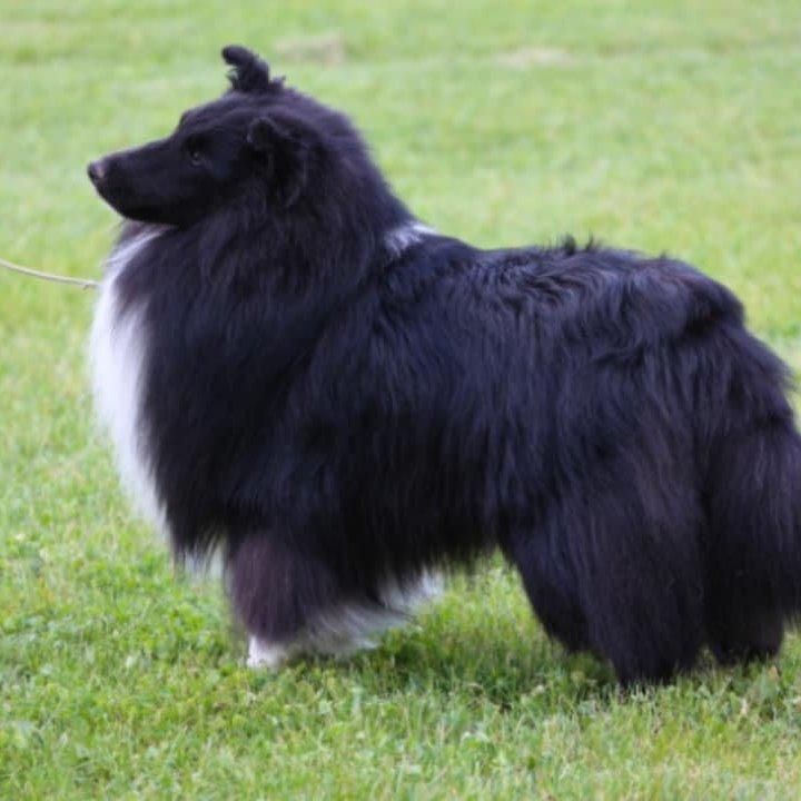 Jeanne Murawski's Shetland Sheepdogs in Wisconsin | Shetland Sheepdog ...