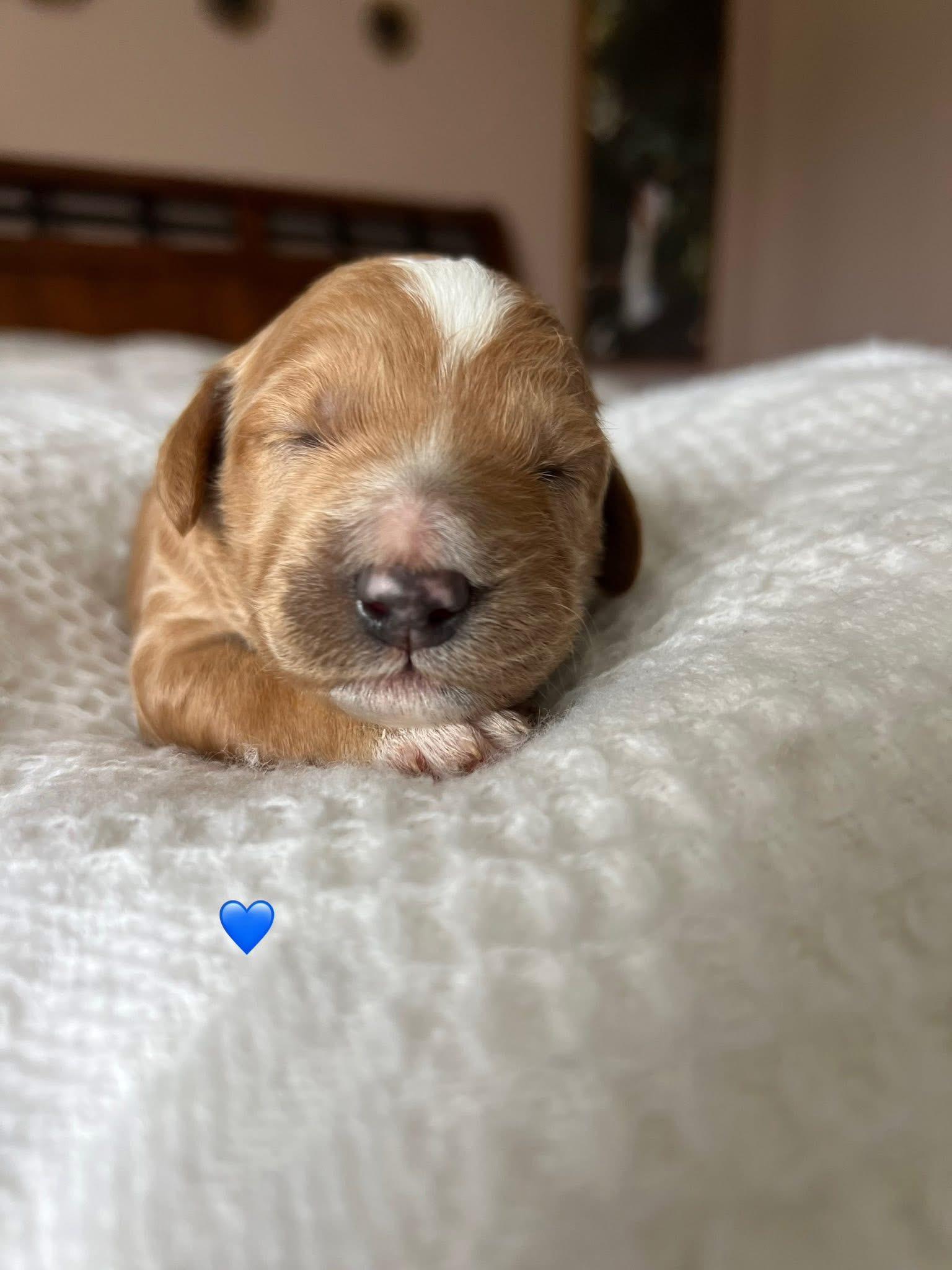 Heart of River Goldendoodles in Michigan | Goldendoodle puppies | Good Dog