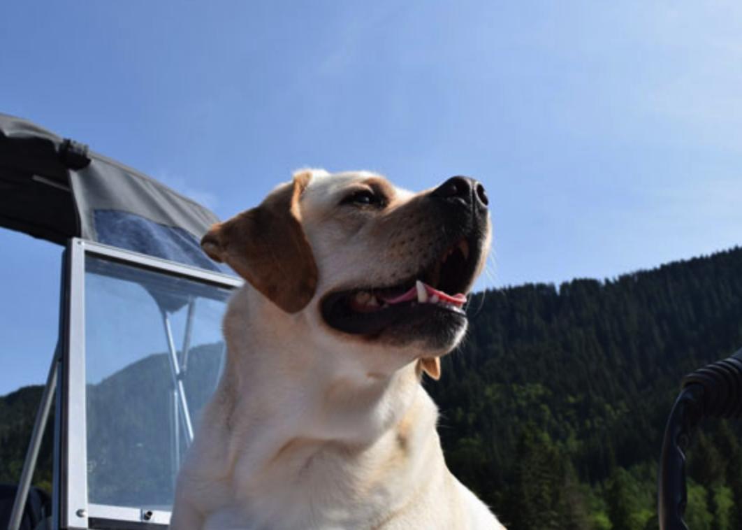 Aiyer Brothers Labradors in Washington | Labrador Retriever puppies ...