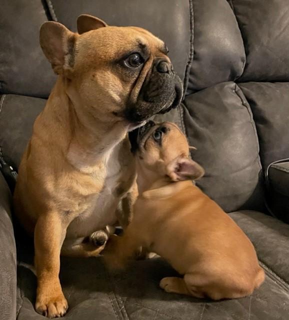 Fuller's Frenchie Farm in Texas | French Bulldog puppies | Good Dog