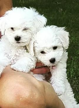 Sue's Bichon Babies in Massachusetts | Bichon Frise puppies | Good Dog