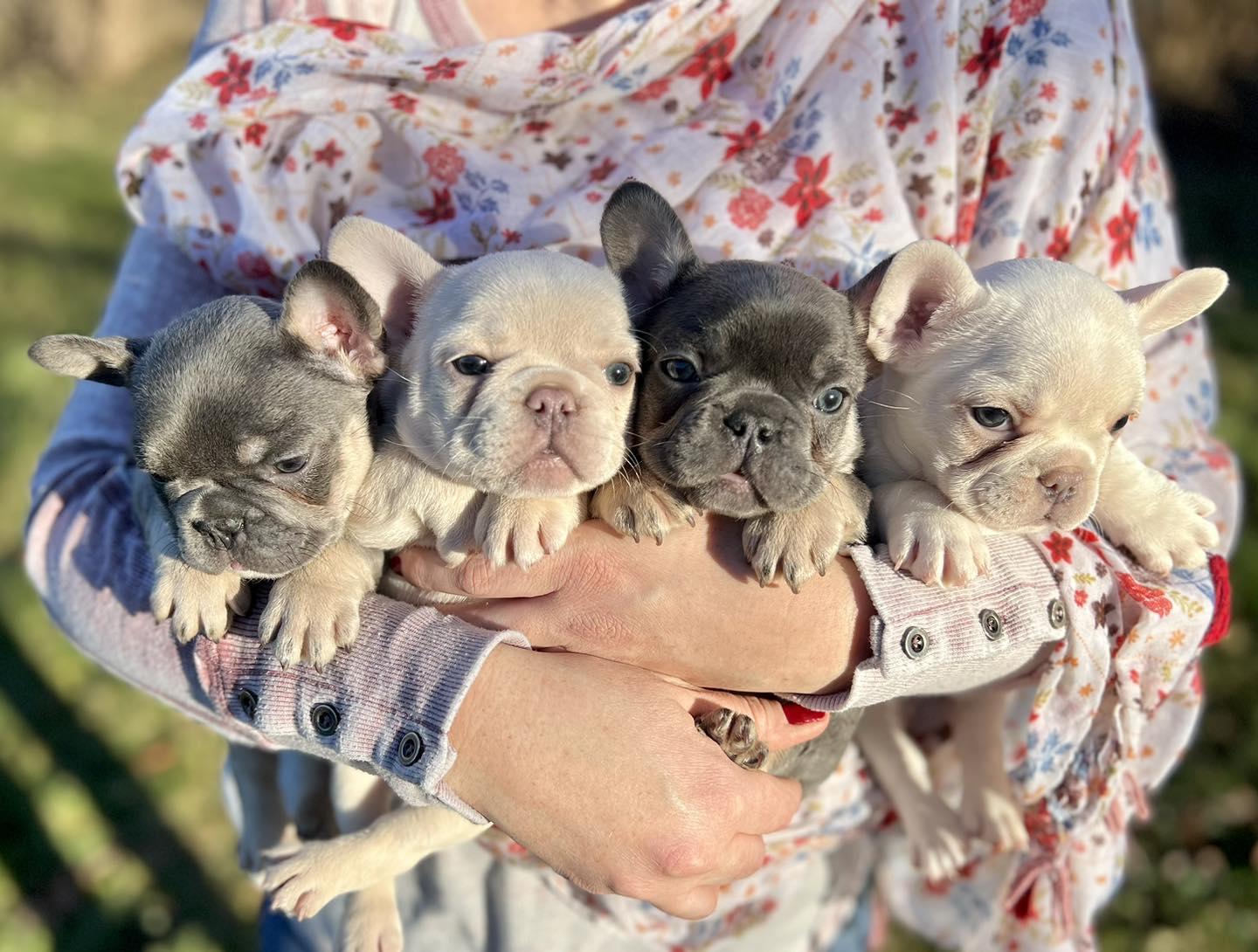 Blue Mountain Frenchies in Washington | French Bulldog puppies | Good Dog