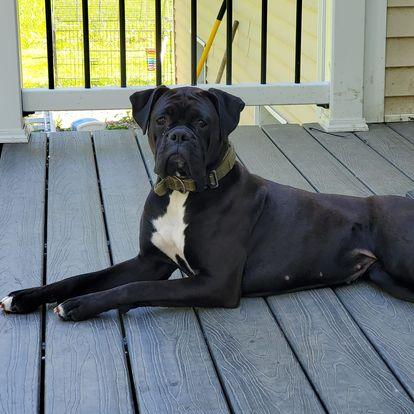 NorthEast Ohio Boxers in Ohio | Boxer puppies | Good Dog