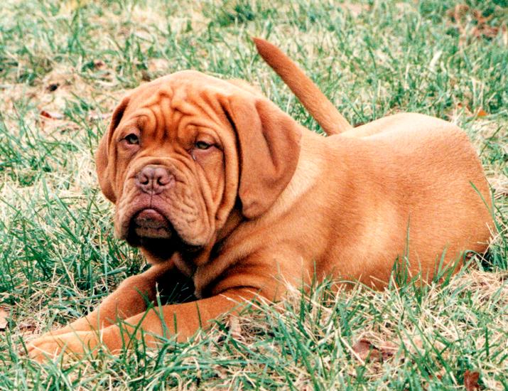 HOT DIGGITY DDB in Connecticut | Dogue de Bordeaux puppies | Good Dog