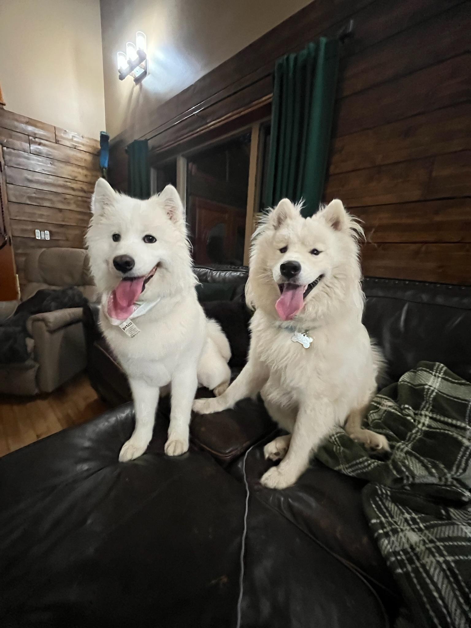 The Floof Brigade in Washington | Samoyed puppies | Good Dog