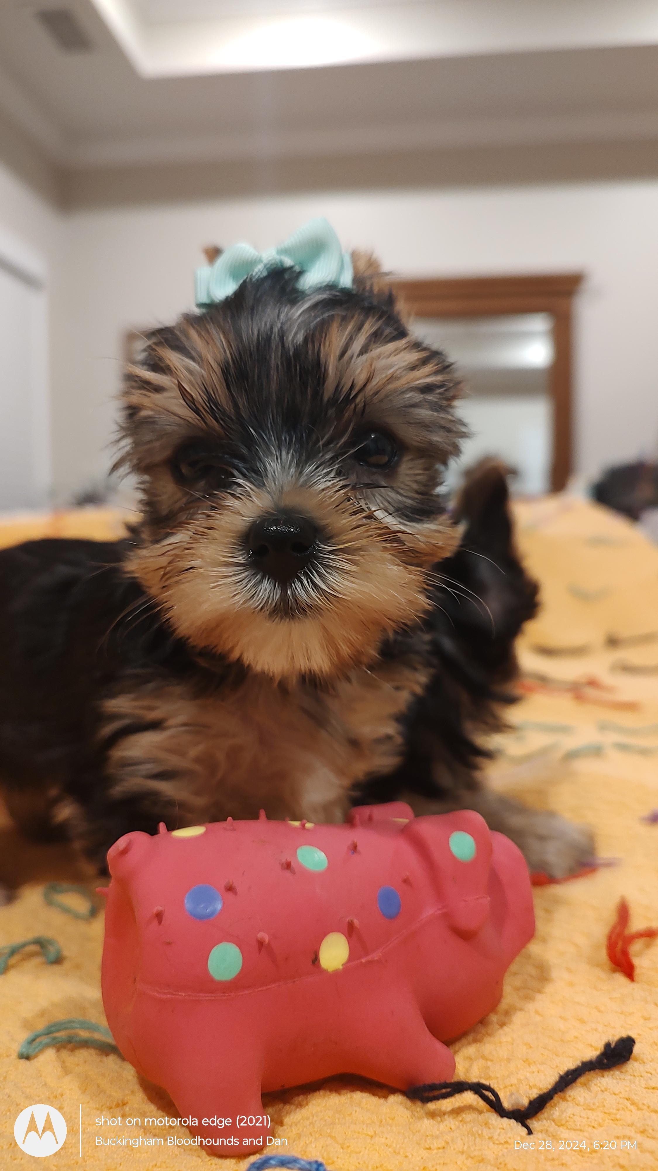 Heaton Hill Farm Yorkies in Tennessee | Yorkshire Terrier puppies ...