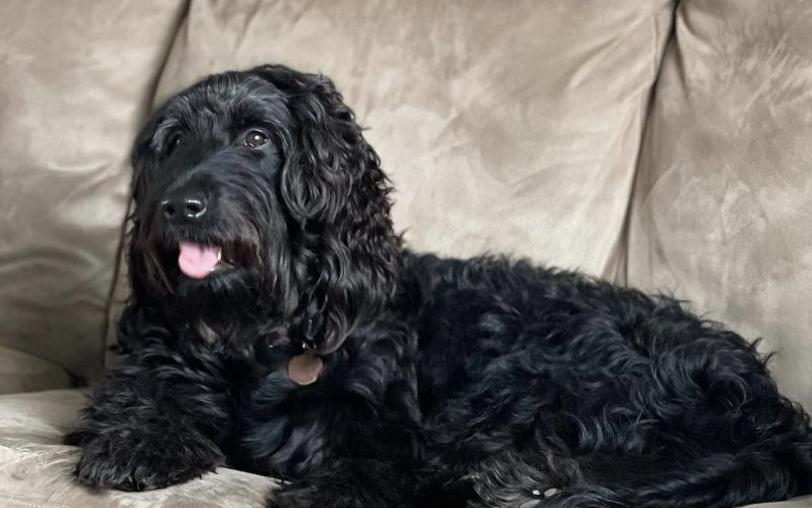 Merced Doodles in California | Goldendoodle puppies | Good Dog