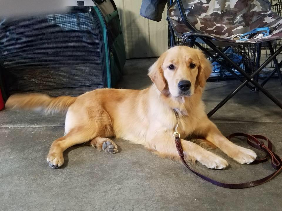 Riverbend Goldens in Missouri | Golden Retriever and American ...