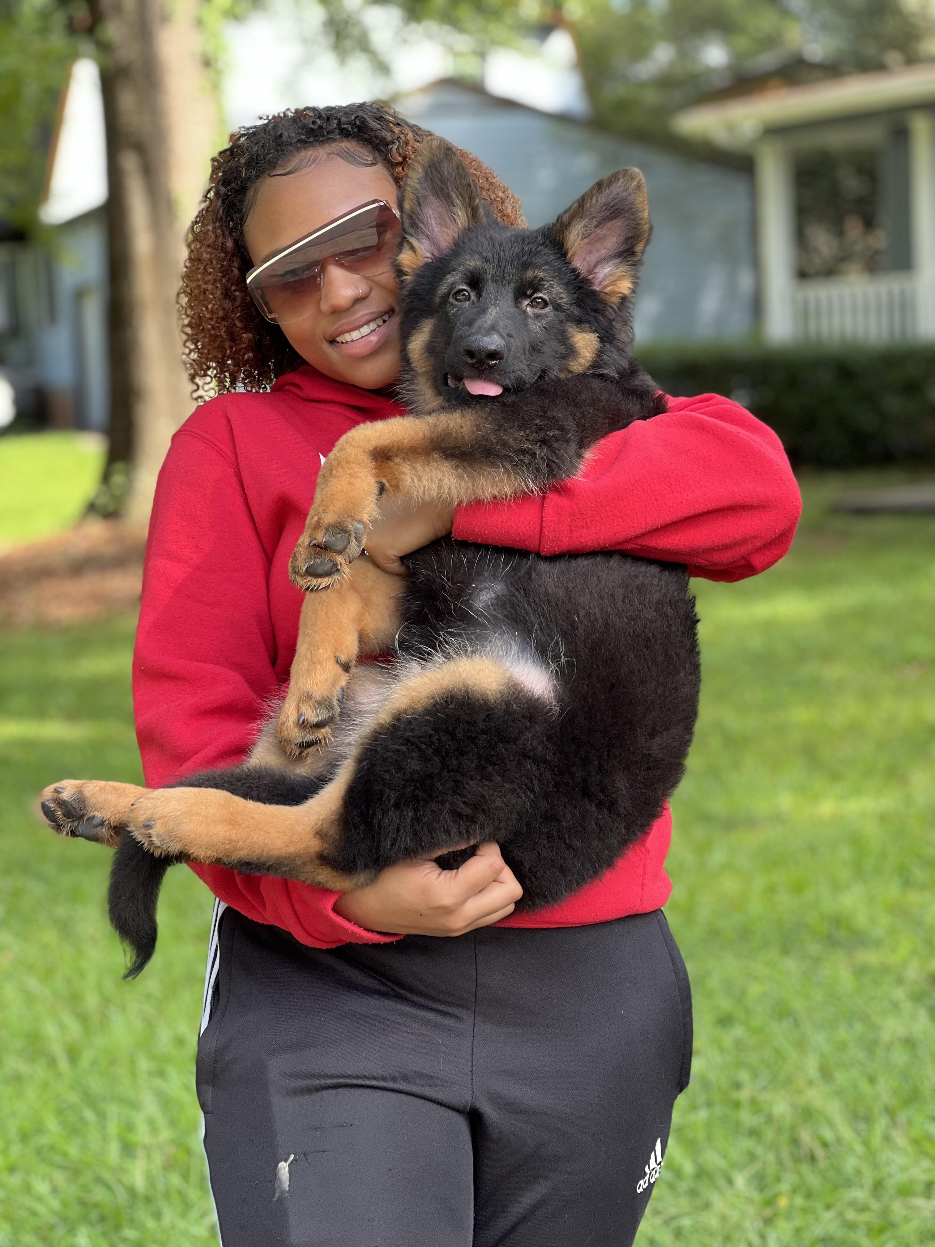 TDShepherds in Georgia | German Shepherd puppies | Good Dog